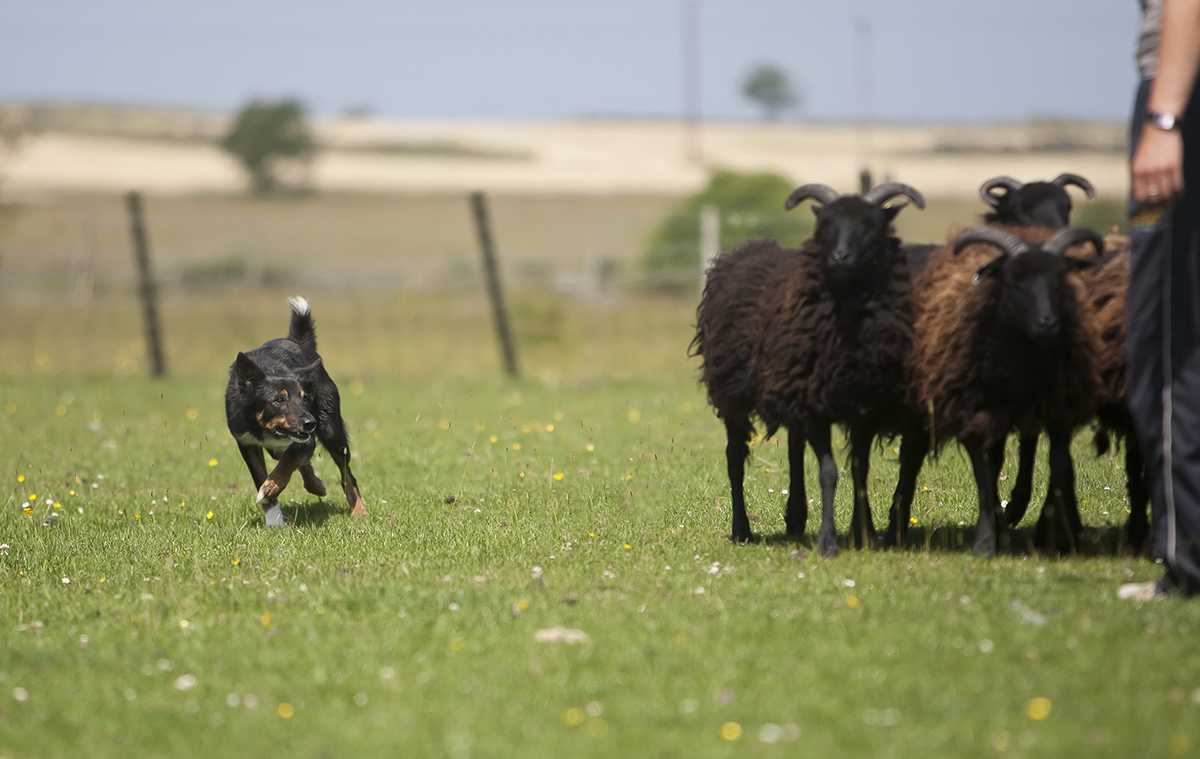 Sheepdog Training – Mainline Border Collie Centre