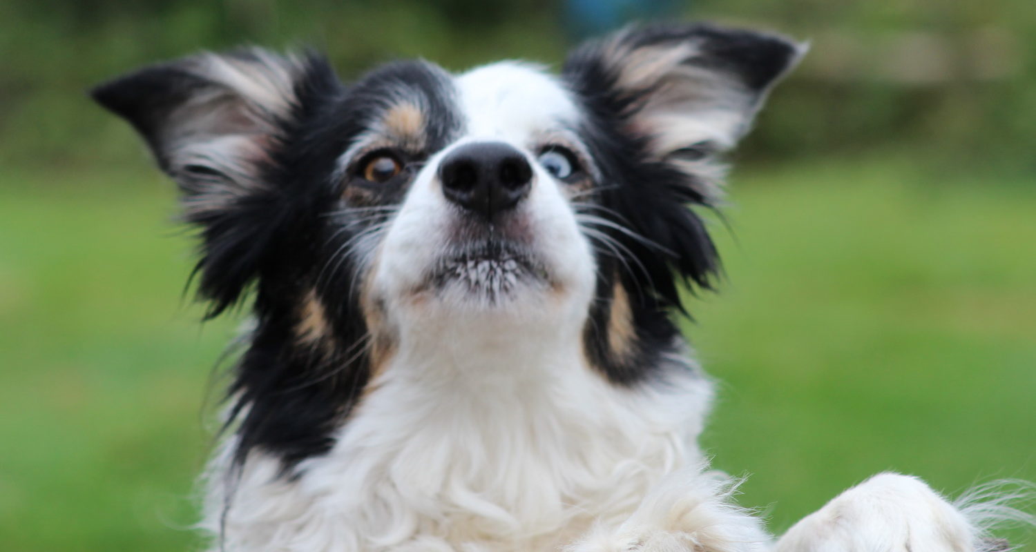 Tails of the Unexpected – entertaining talk – Mainline Border Collie Centre